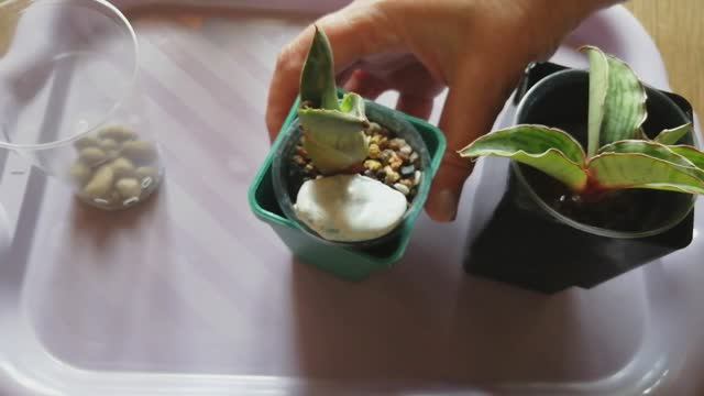 Продолжаю работу над укоренением растений из Индонезии