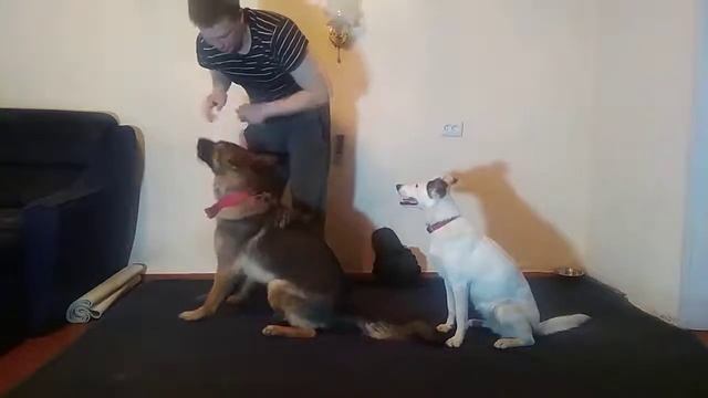 Совместная дрессировка при зооагрессии