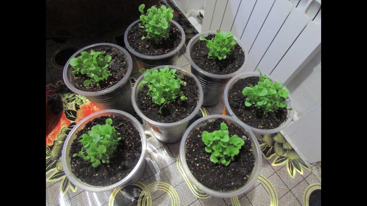 ПИКИРУЮ ЛОБЕЛИЮ!!!