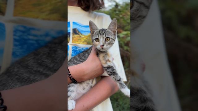 Котята ищут дом!