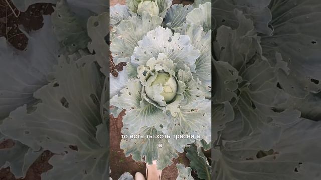 Экстремальные условия роста капусты