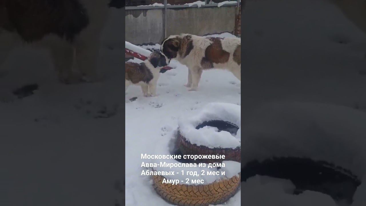 Московские сторожевые Мирка и Амурчик