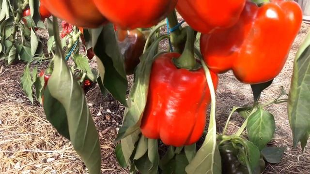 Выращиваем болгарский перец
