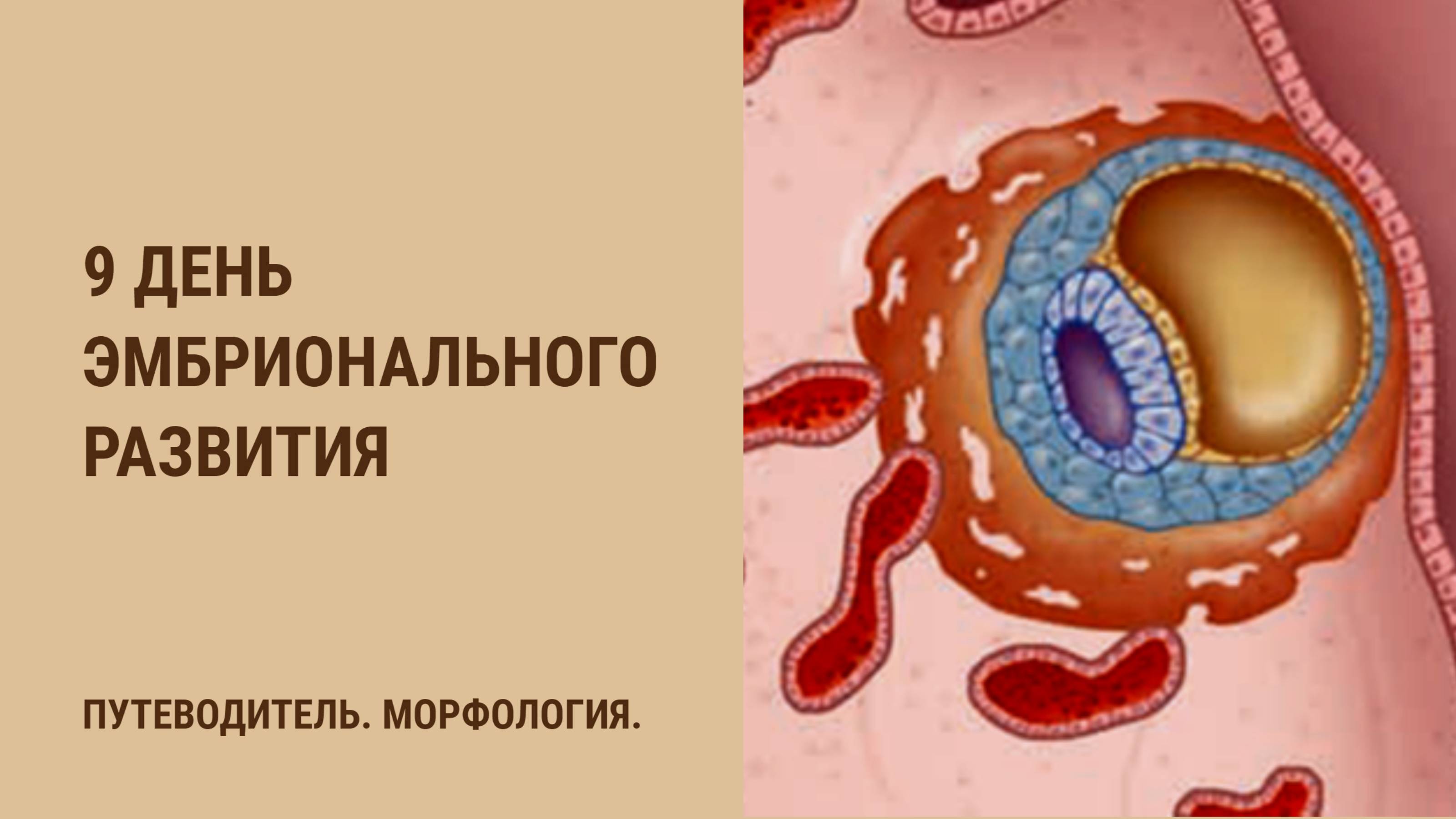 9 день эмбрионального развития