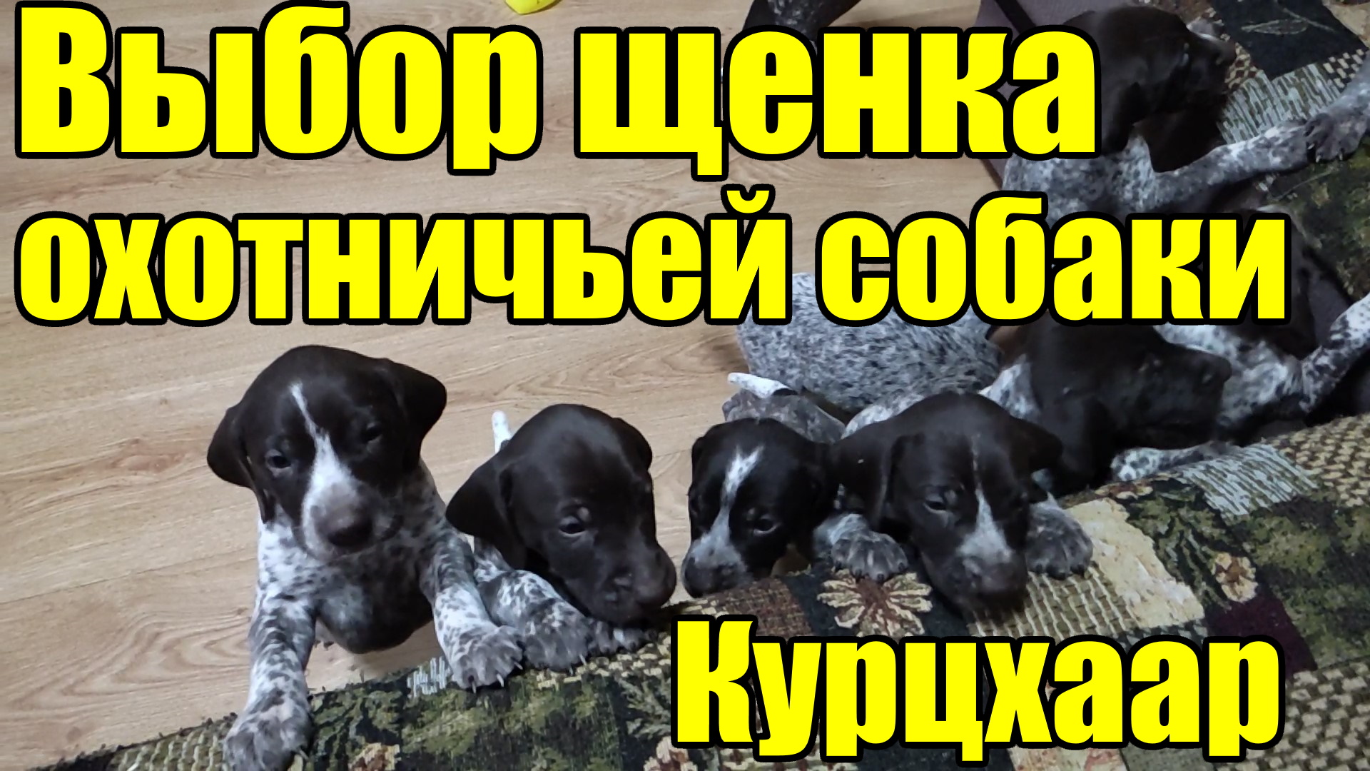 Выбор щенка охотничьей собаки. Курцхаар.