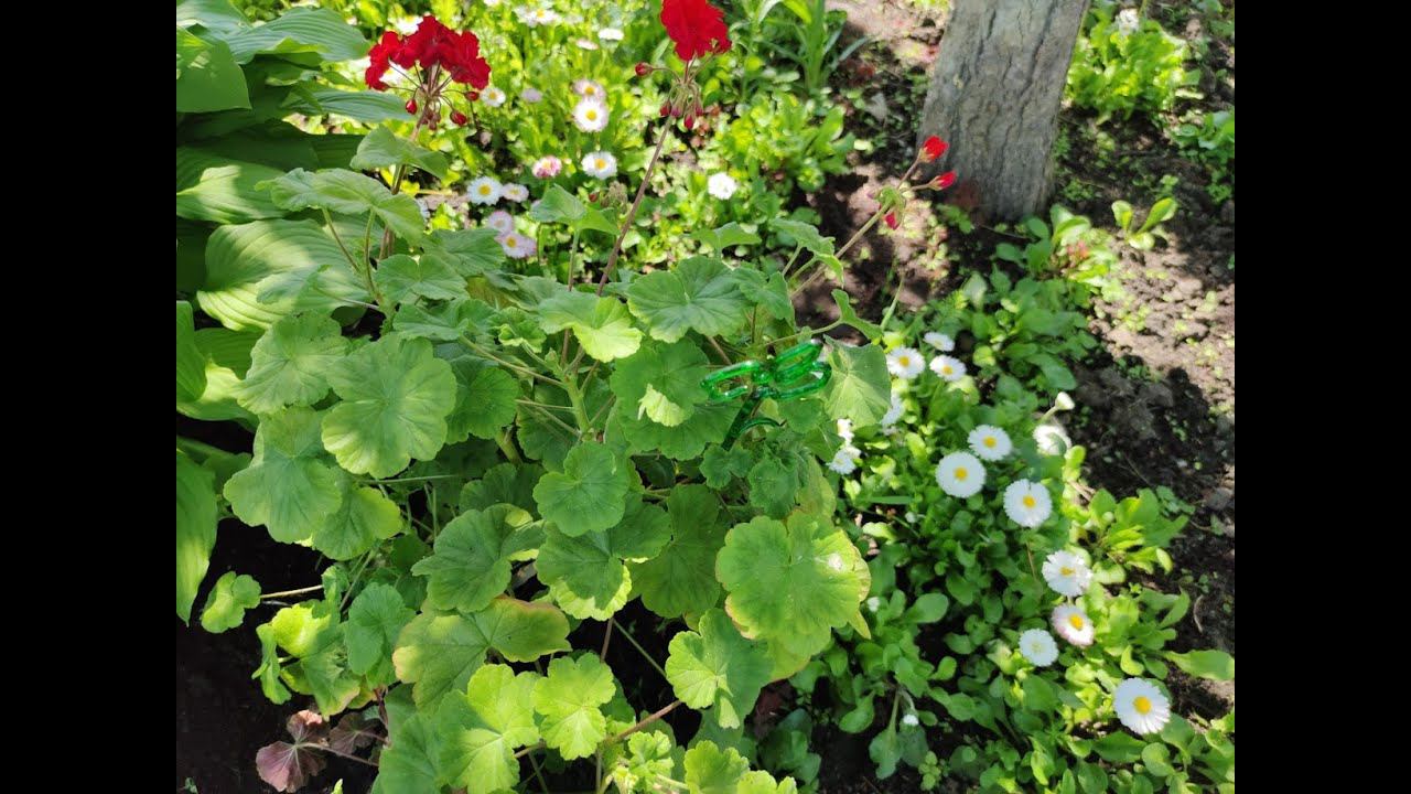 Перевалка зональной пеларгонии в грунт