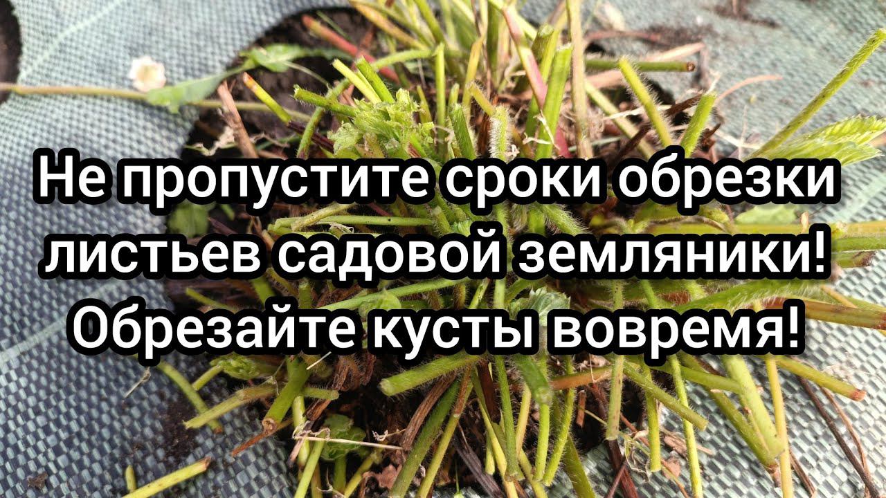 Не пропустите сроки обрезки листьев садовой земляники! Обрезайте кусты вовремя!
