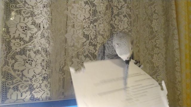 А нам-бы похулиганить и побольше... Или как развлекается попугай жако по вечерам.