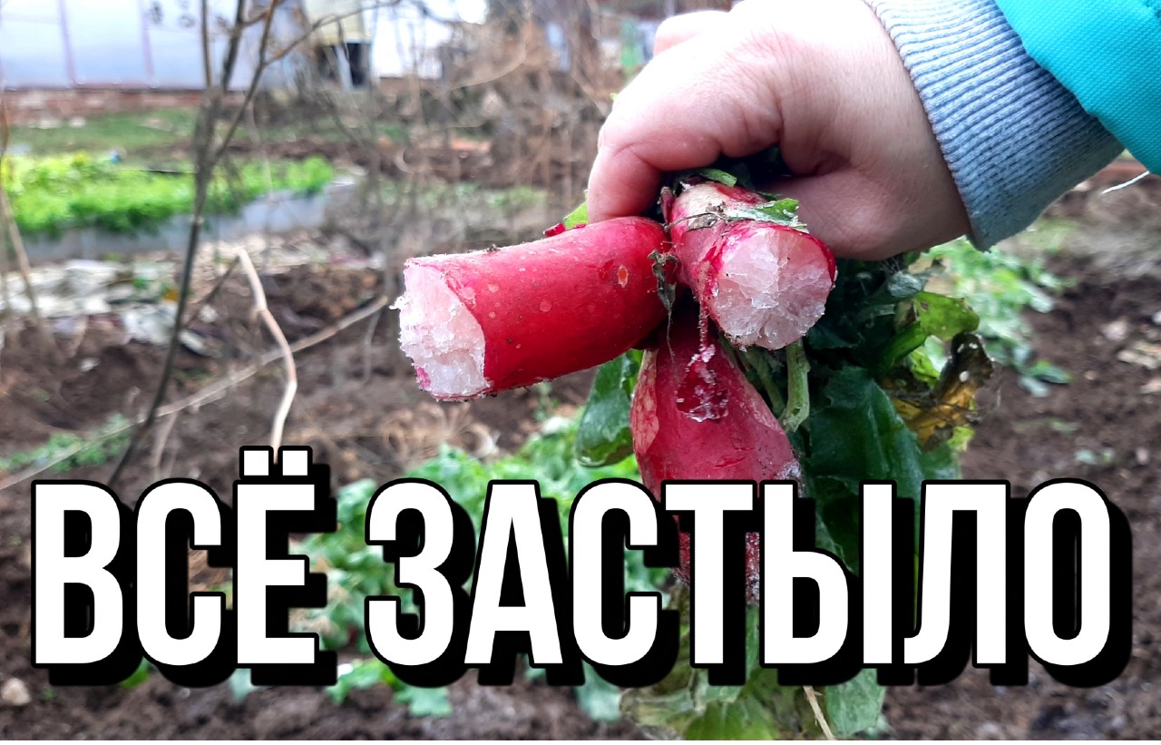 Огород в ноябре. Сезон 2021 закрыт.