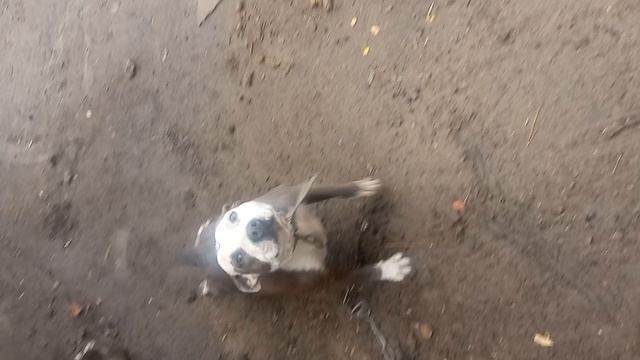 Стафф ненавидит гулять под дождиком.