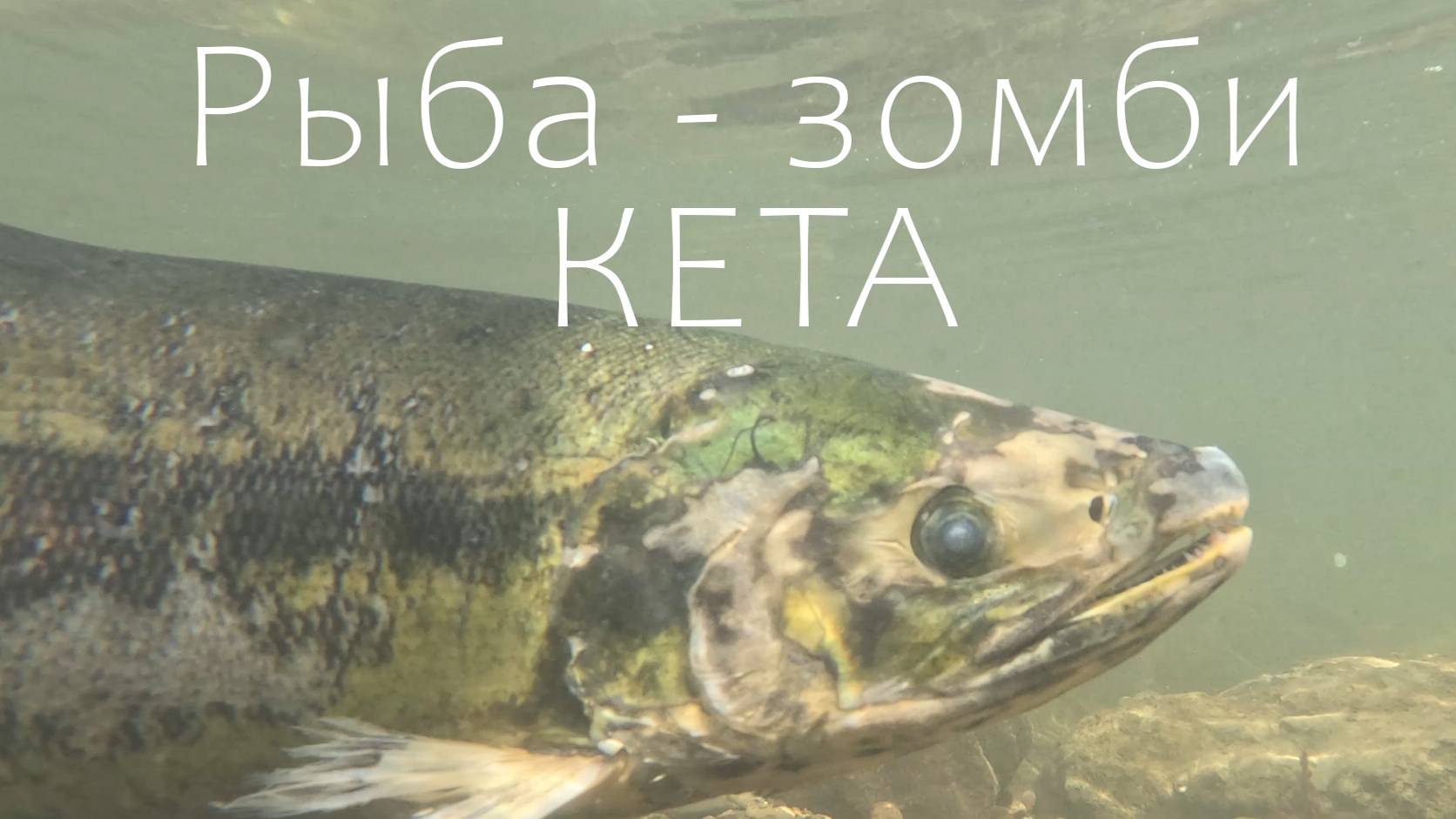 Рыба - зомби. Кета. Нерест.