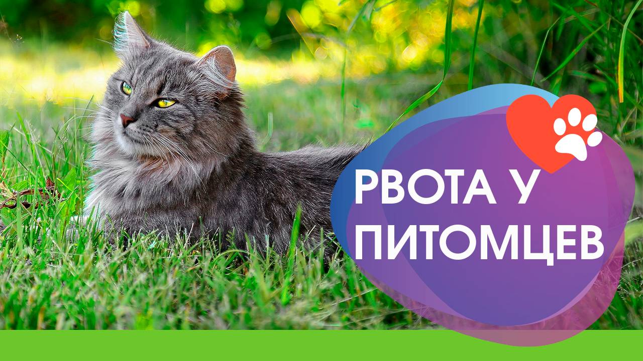 Рвота у питомцев | Возможные причины