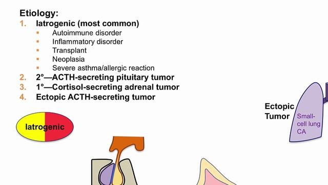 USMLE RX - 3.Эндокринная система - 3.Патология - 5.Синдром Кушинга