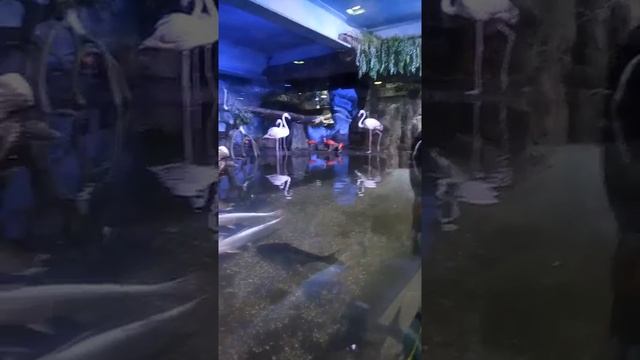 Розовый фламинго, дитя заката