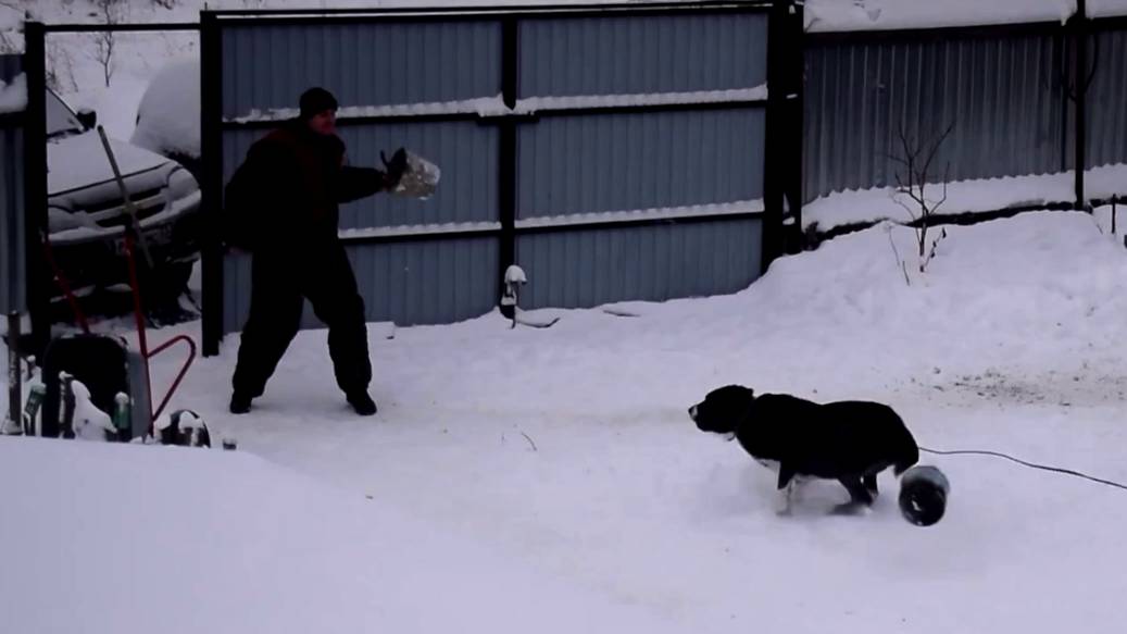 Защитная работа аборигенной овчарки