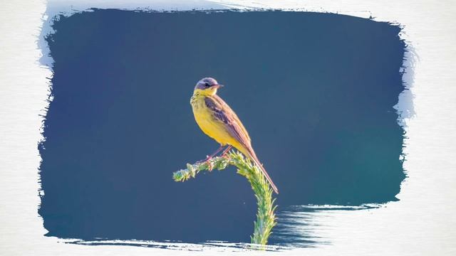 Альбом Птицы. Лето.