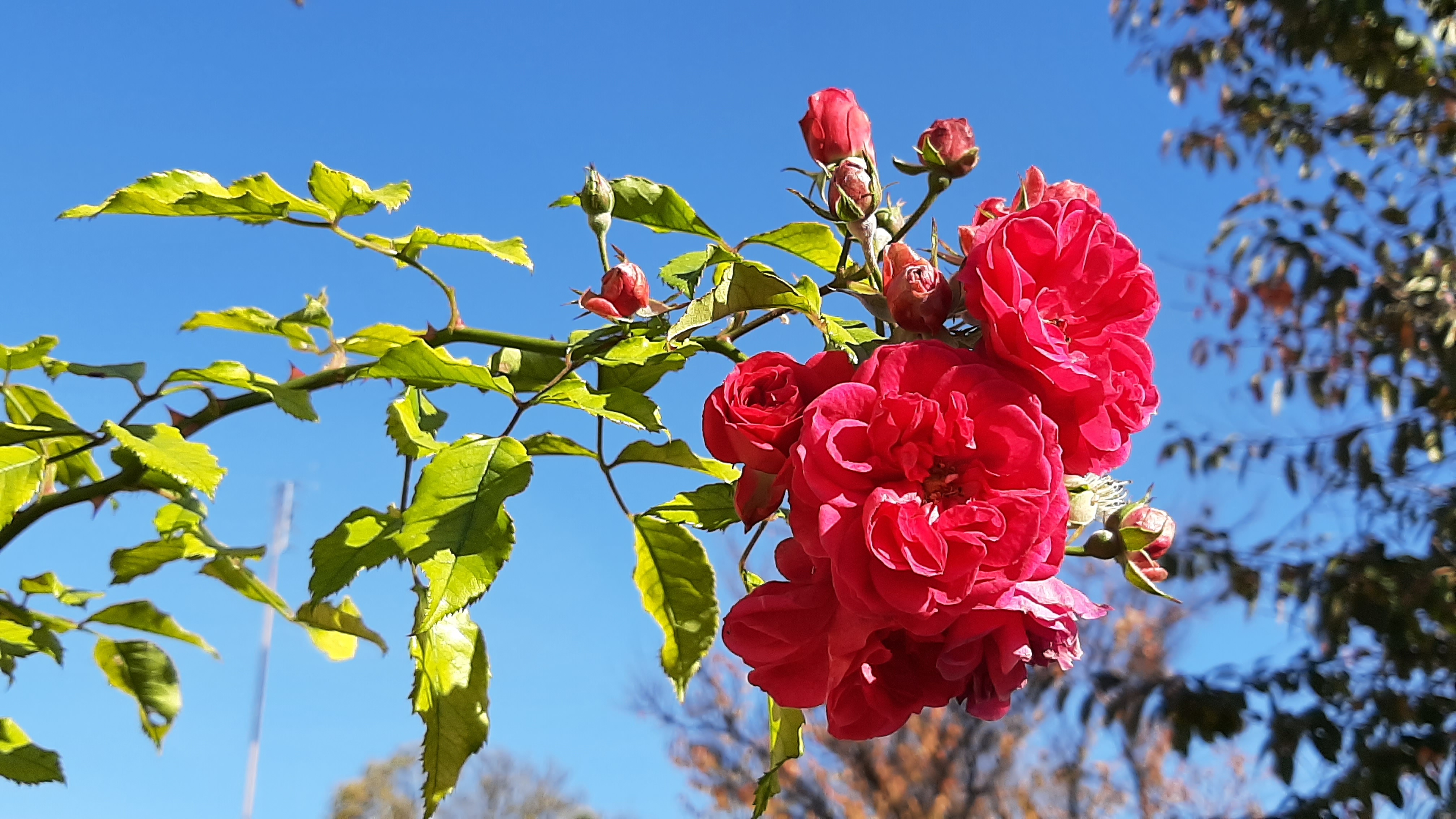 Букет анапских роз для вас!