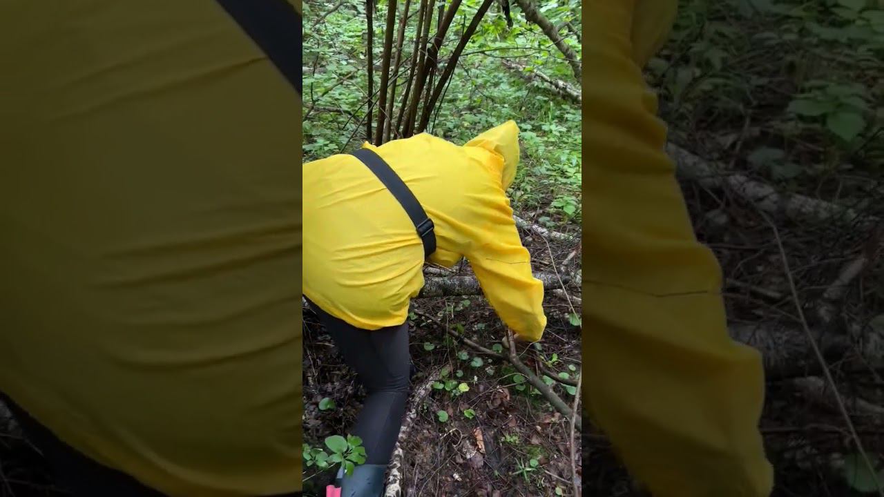 белые грибы в Подмосковье. июль 2023