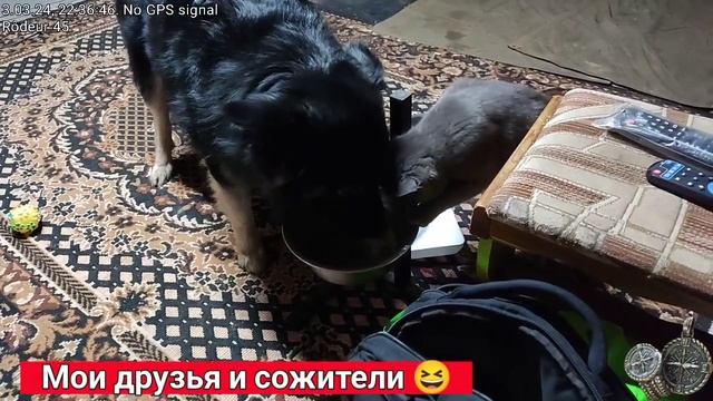 Мои друзья и сожители