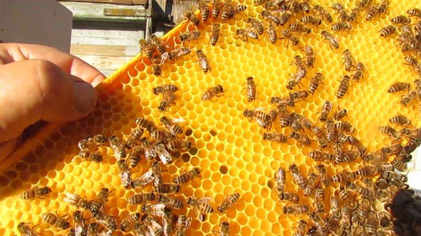 ответы на вопросы - пластковые рамки с пластиковой вощиной