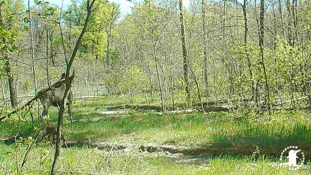 Новорожденный лосенок.mp4