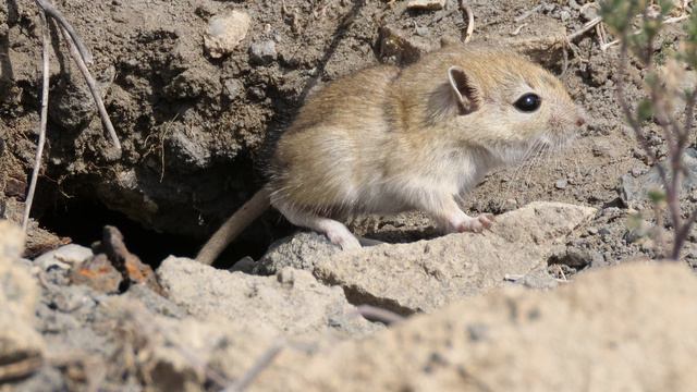 Краснохвостая песчанка[2] (лат. Meriones libycus)