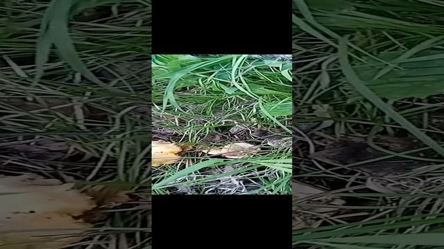 Грибы лисички