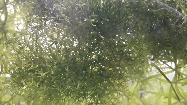 Риччия - плавающий мох