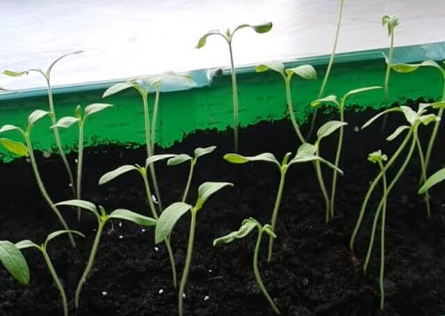 Как пикировать вытянувшуюся рассаду помидор.mp4