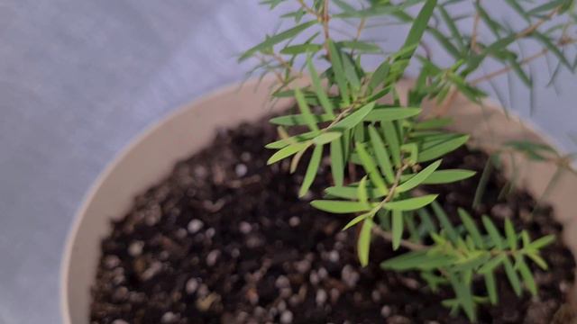 Кунцея 10 новый