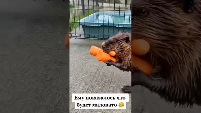 Бобер жадинка