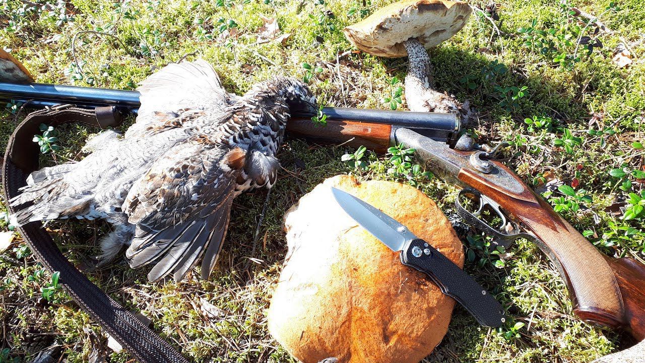 Охота в Карелии на рябчика. ТОЗ БМ. Встреча на лесной дороге.