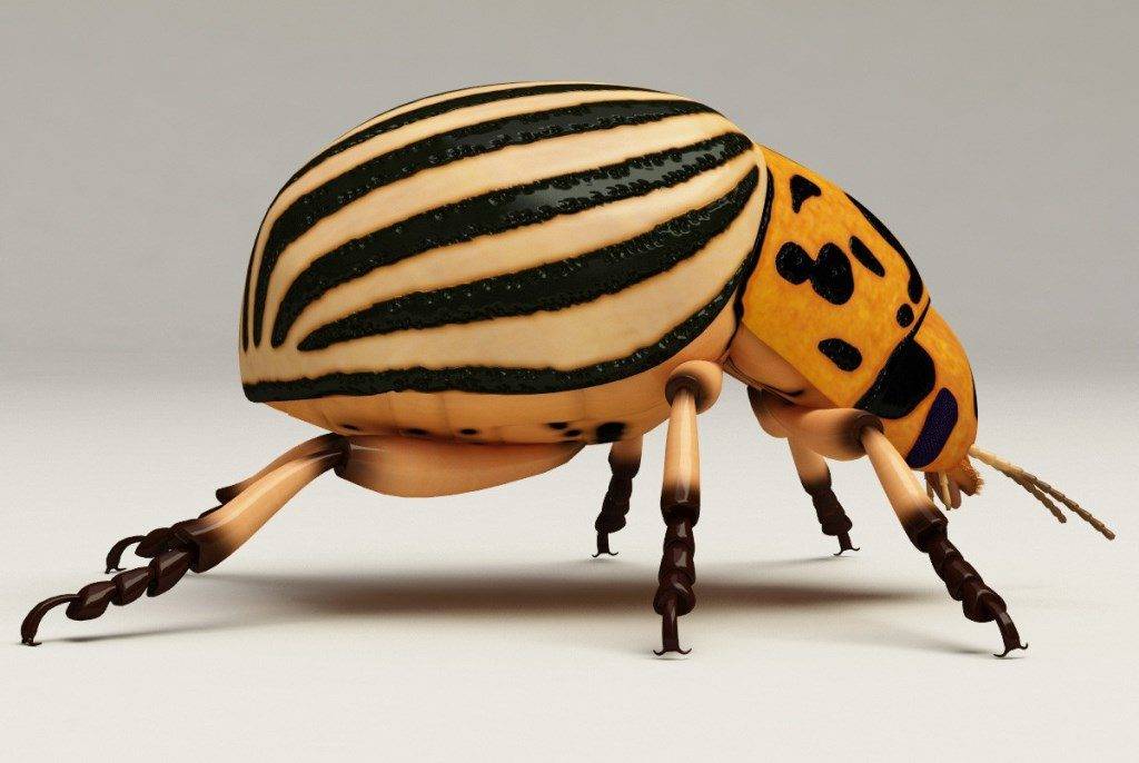 Как избавиться от колорадского жука на картошке навсегда