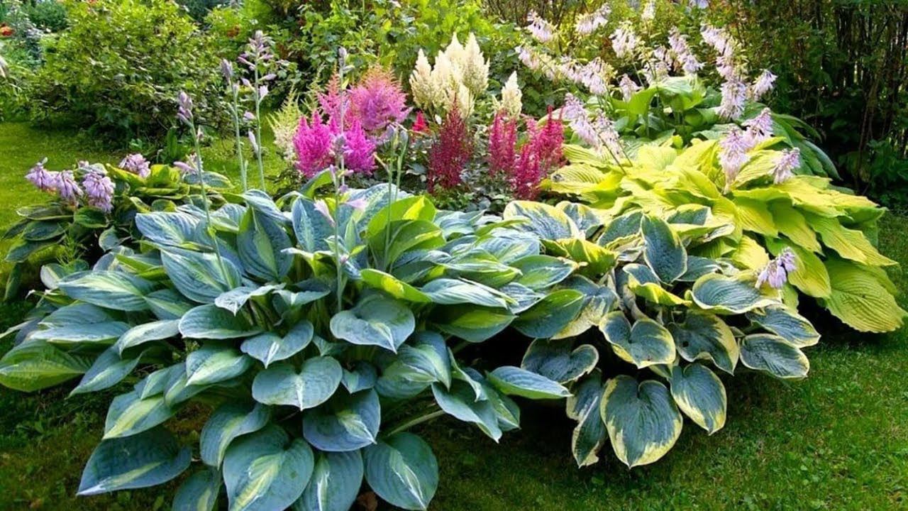 Цветы для тени