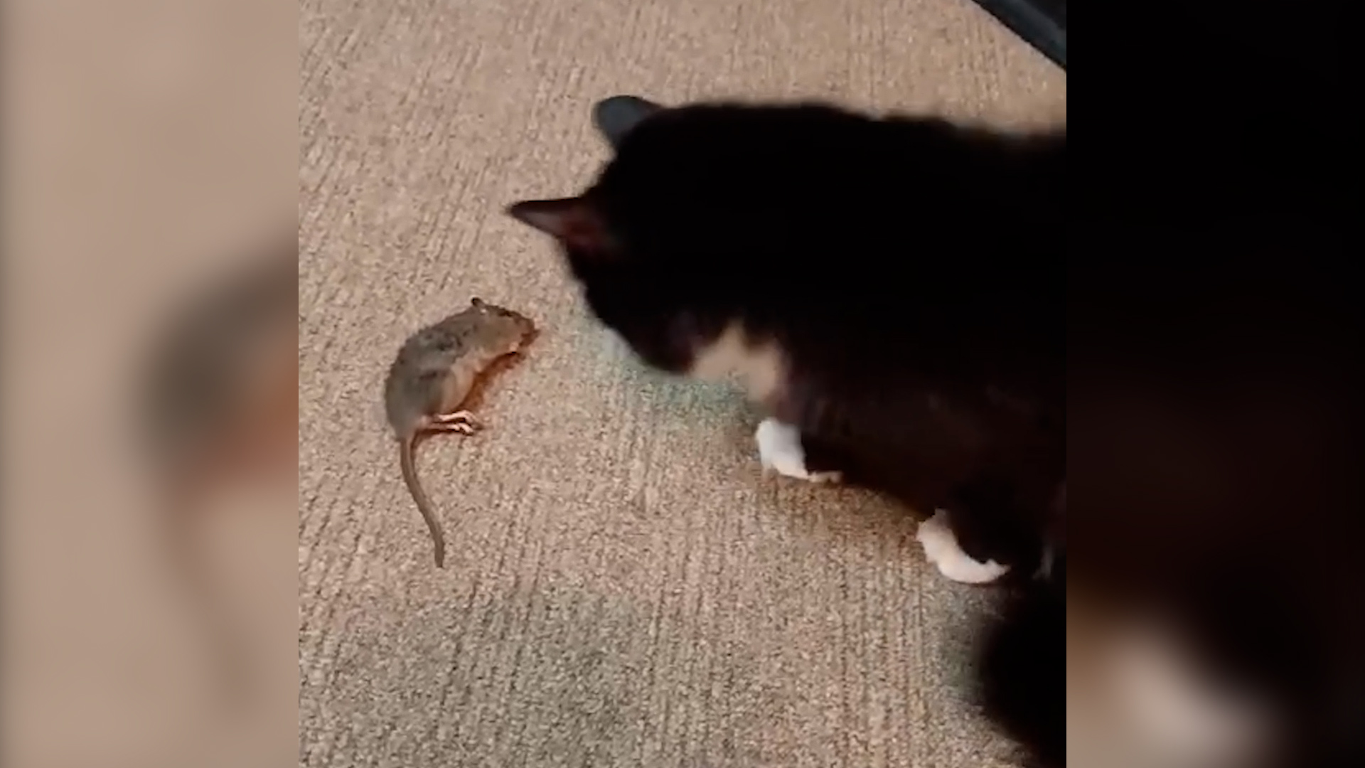 Танго с добычей