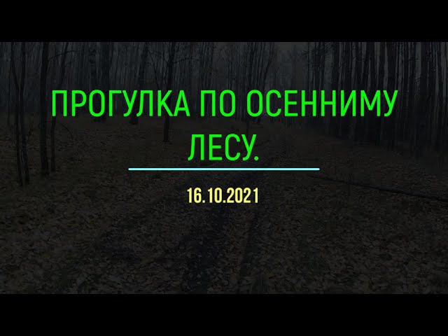 ПРОГУЛКА ПО ОСЕННЕМУ ЛЕСУ.