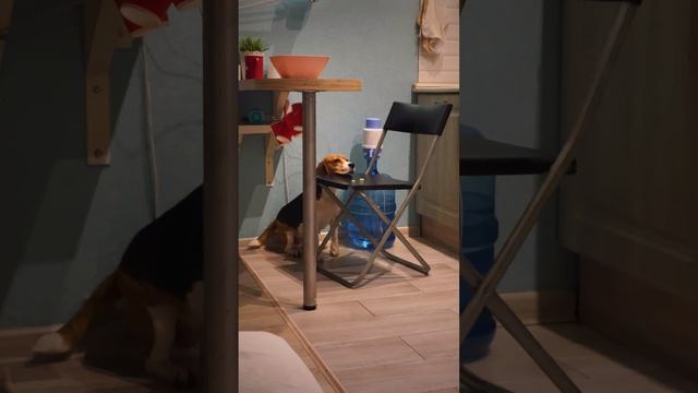 Толстая попа???