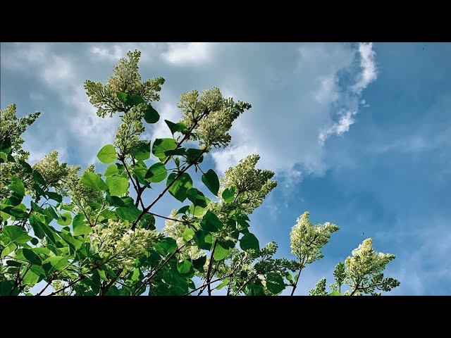 VLOG: Посадили ЦВЕТЫ / Наступило ЛЕТО / Новая ПРИЧЕСКА