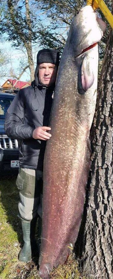 Речные гиганты Сом №2. #shorts