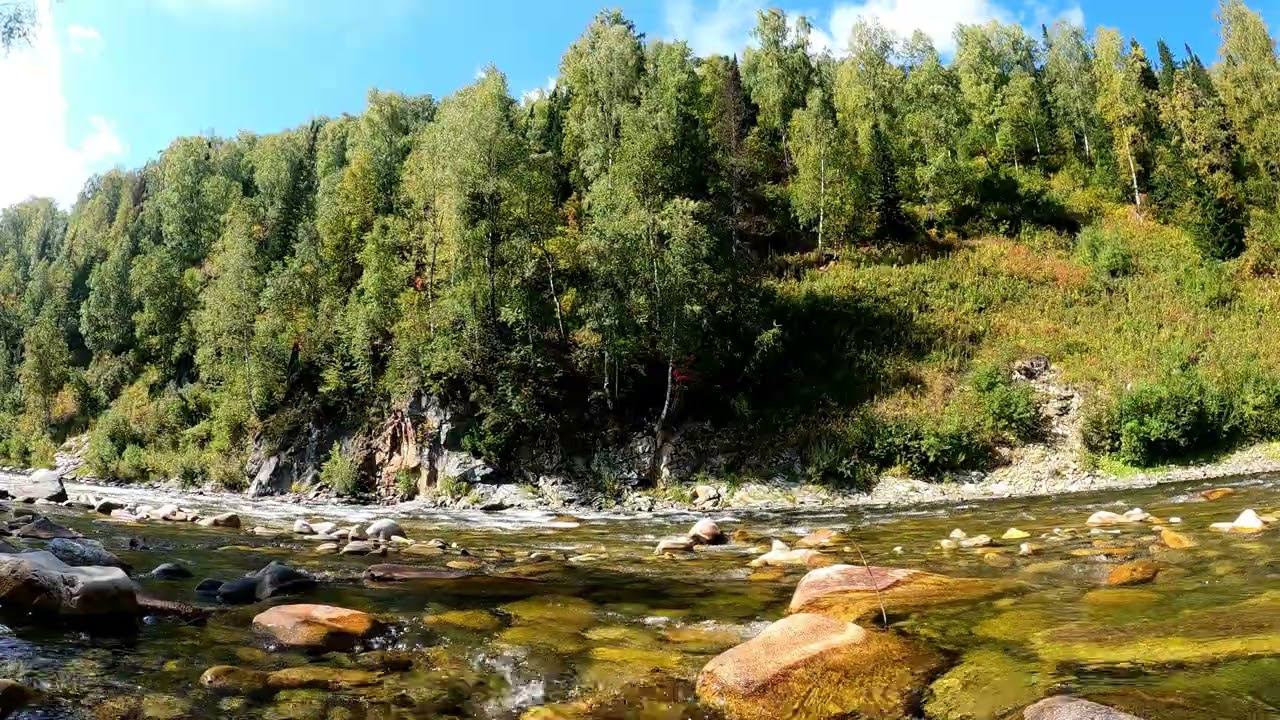 Исцеляющие Звуки Природы 20 минут Пение Птиц для Сна и Отдыха