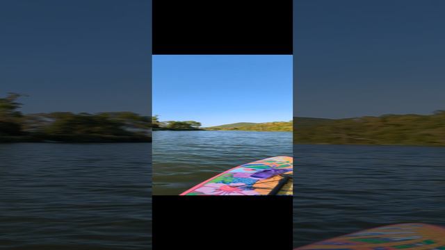 На сапе по реке Пшада, село Криница, какие-то птицы (то ли утки, то ли бакланы😀), видео от 01.09.24