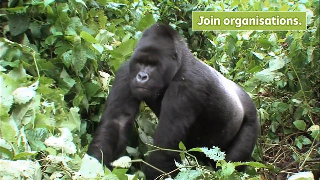 KidsBox_Level5_Unit7_CLIL_video