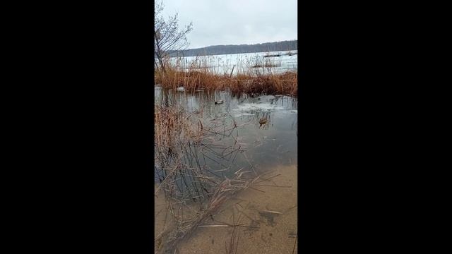 После зимовки вернулись мои знакомые ути