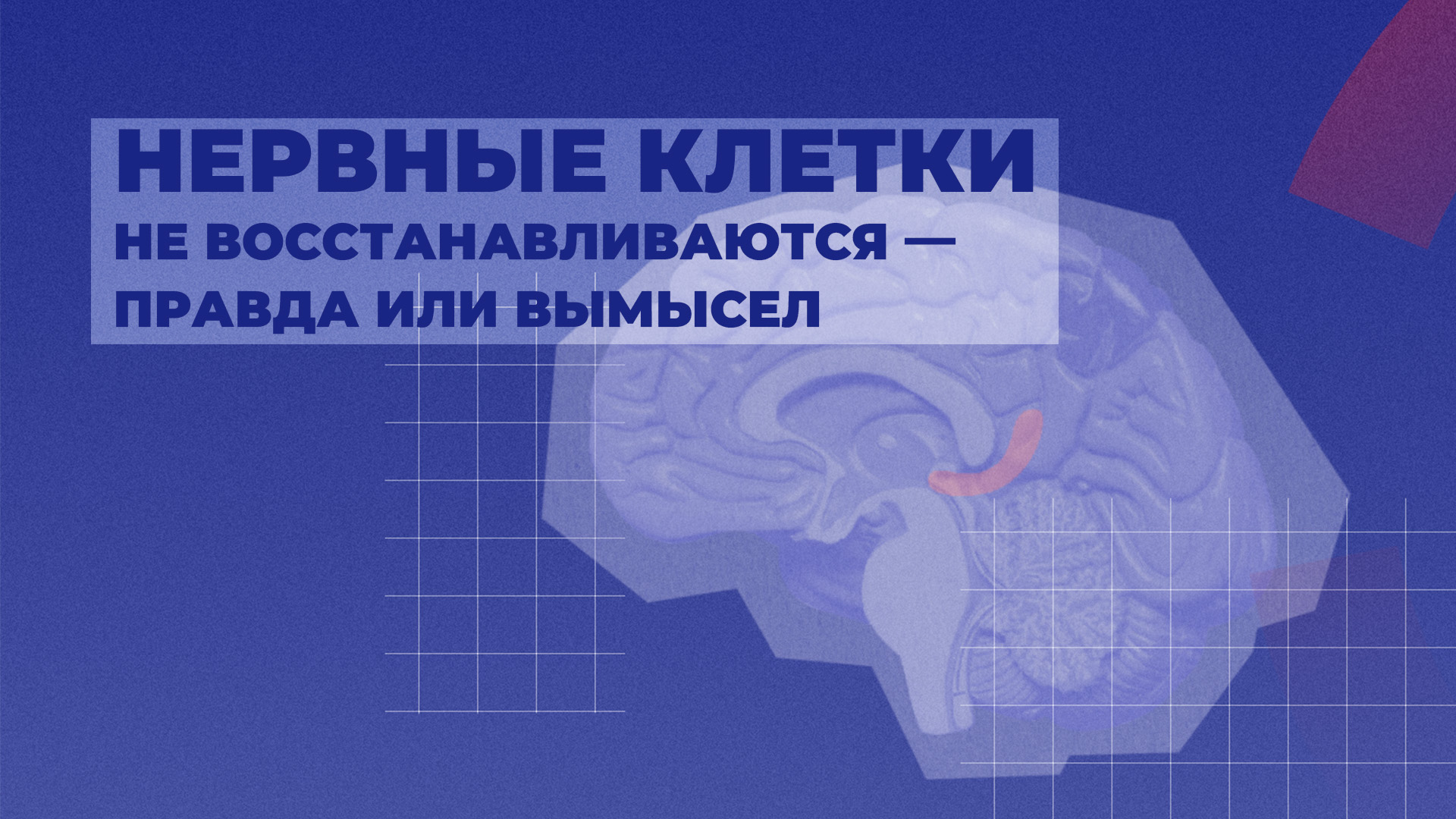 Нервные клетки не восстанавливаются — правда или вымысел