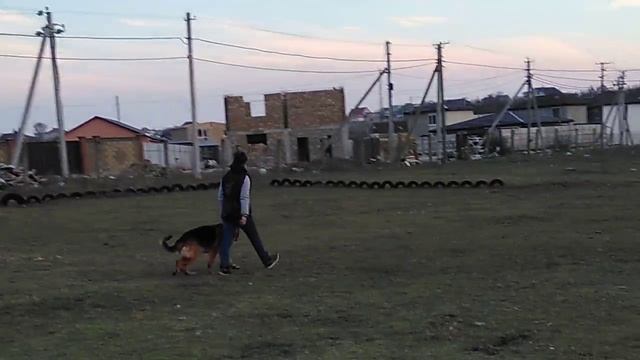 Хедда (Hedda Karaling Silva Kin) BH испытание в Севастополе 22.03.18г. Зачет, 50 баллов.