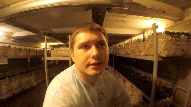 Бизнес в гараже _ Выращивание шампиньонов _ Полив. Рыхление