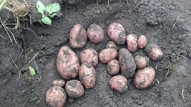 Устойчивый фитофторе сорт картофеля