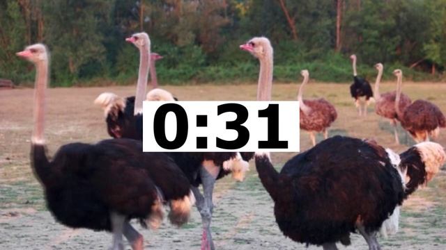 WILD ANIMALS 01 (Громова)