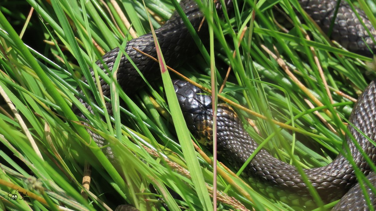 Ужиха греется. Крик птенца в тростниках