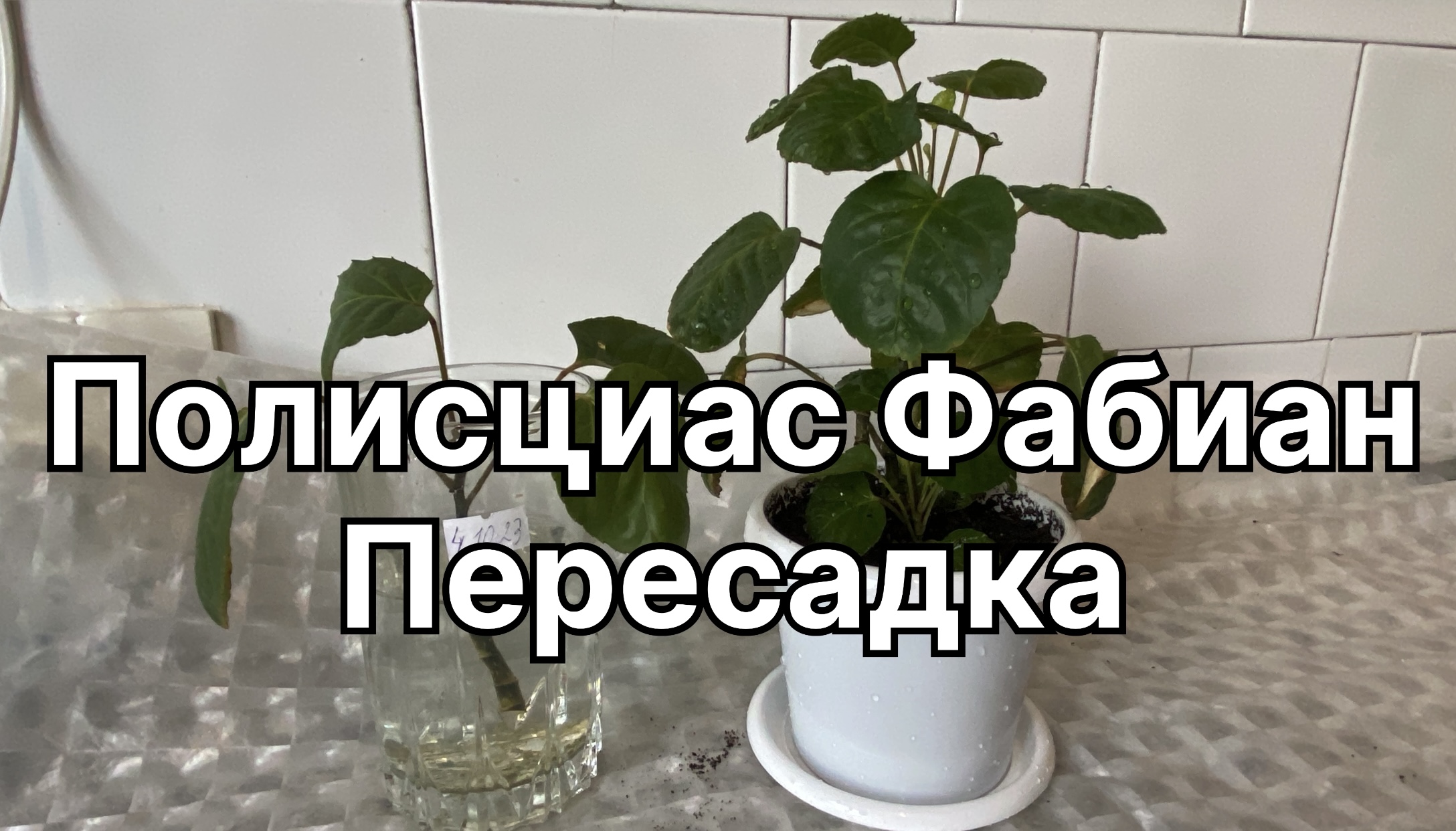 Полисциас Фабиан нарастил корни. Пора в горшок! ? 21 декабря 2023 г.